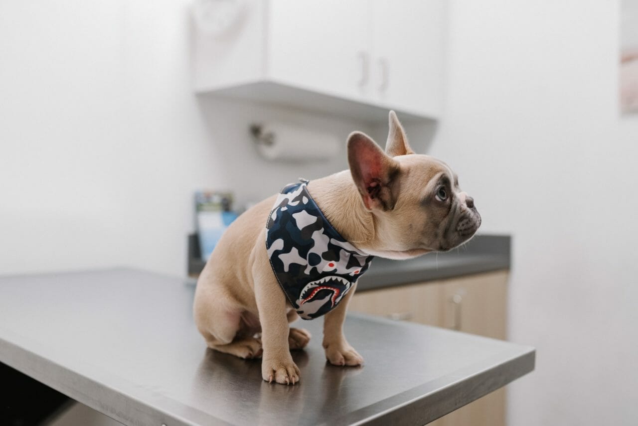 Dog Shaking After Eating Cause Treatment dog-shaking-after-eating-cause-treatment
